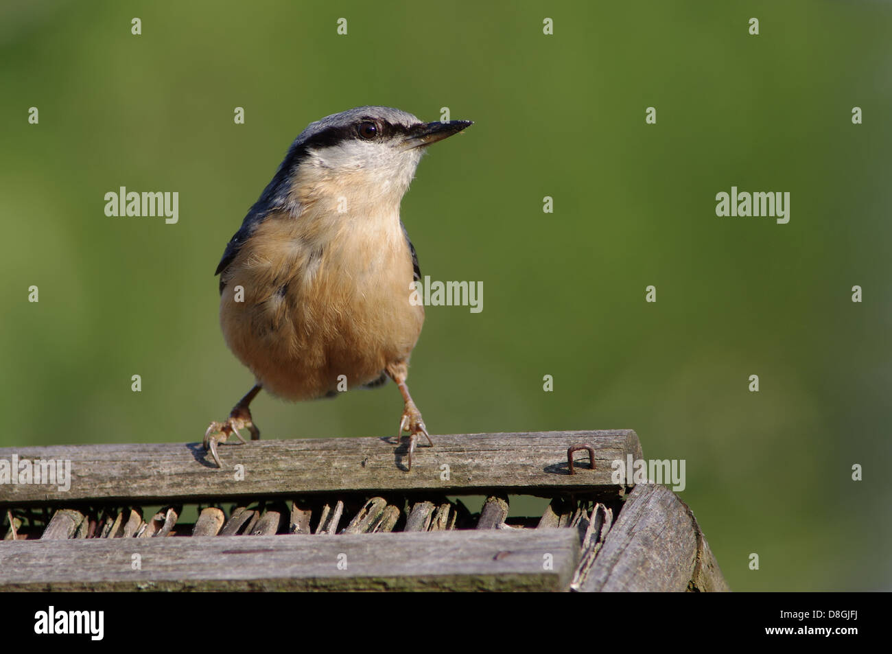 Spat fruhling hi-res stock photography and images - Alamy