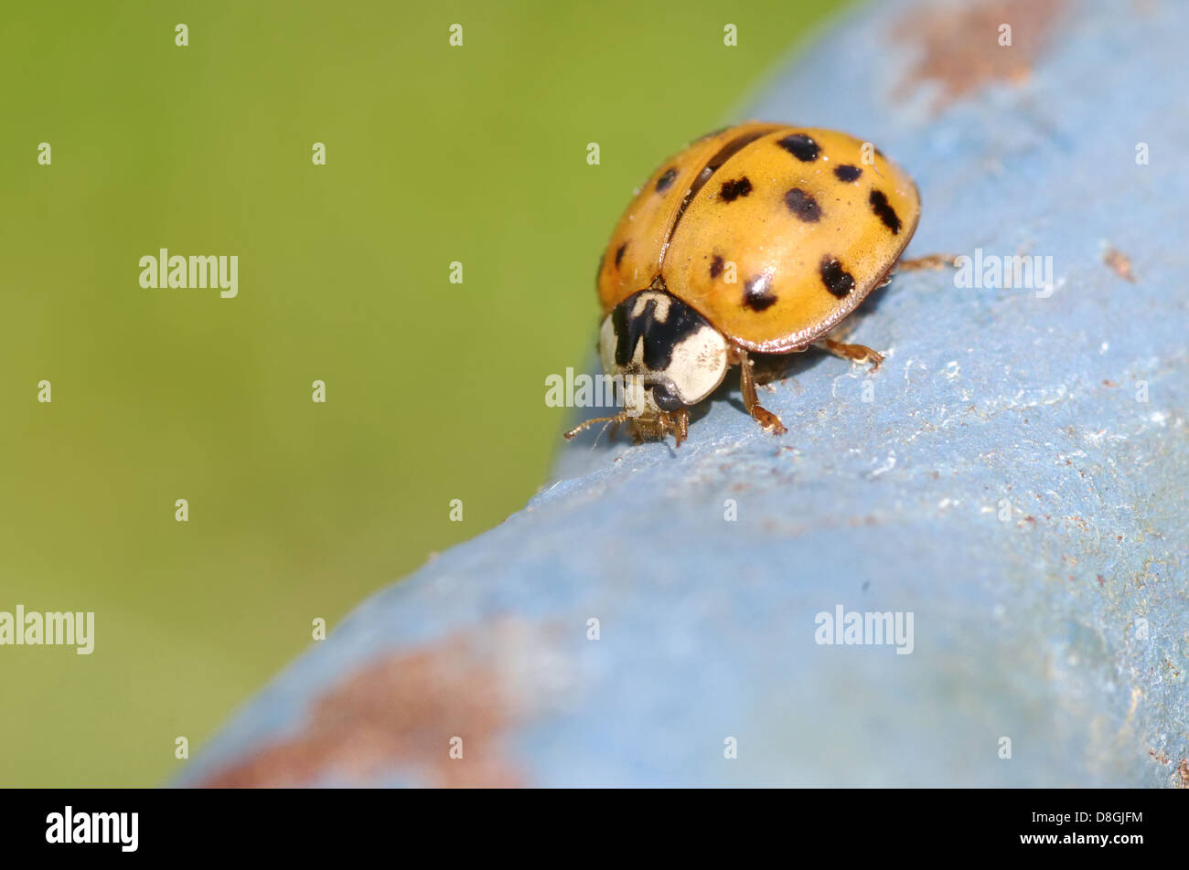 Ladybird siebenpunkt hi-res stock photography and images - Alamy