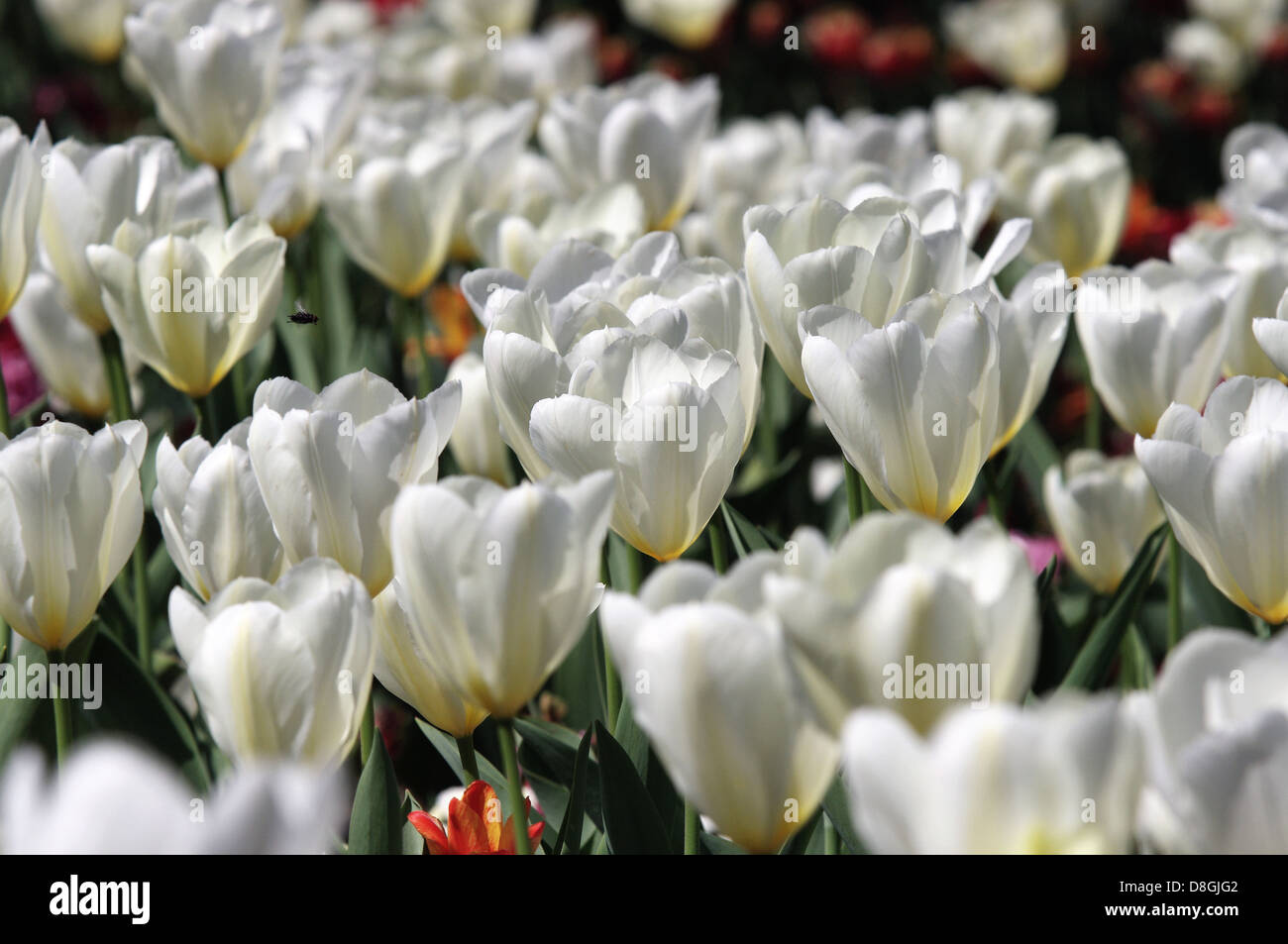 White weiss hi-res stock photography and images - Alamy