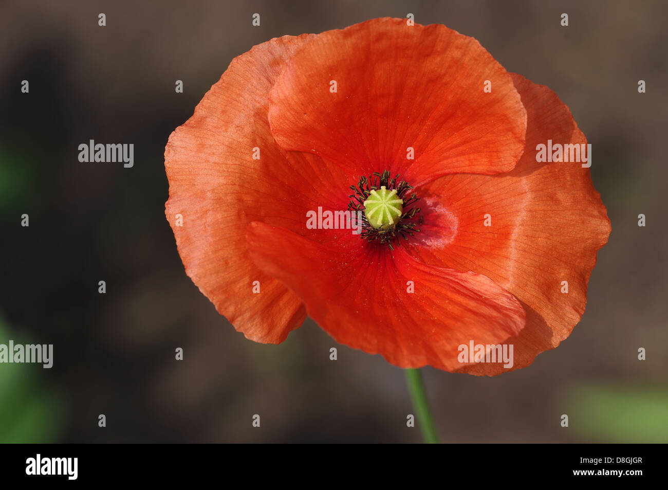 Hintergrund pop design hi-res stock photography and images - Alamy