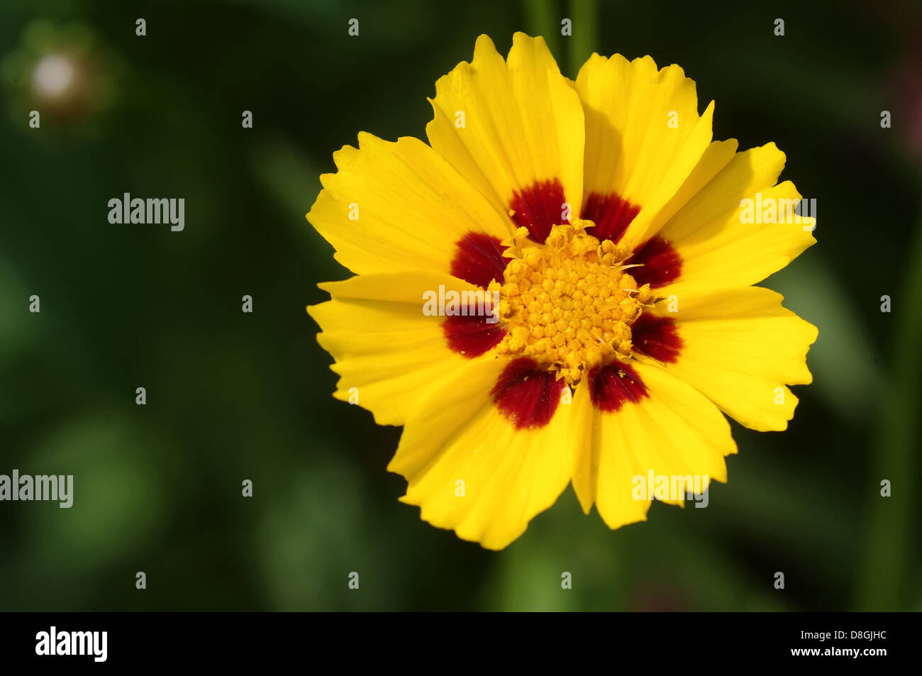 Calliopsis blumen hi-res stock photography and images - Alamy