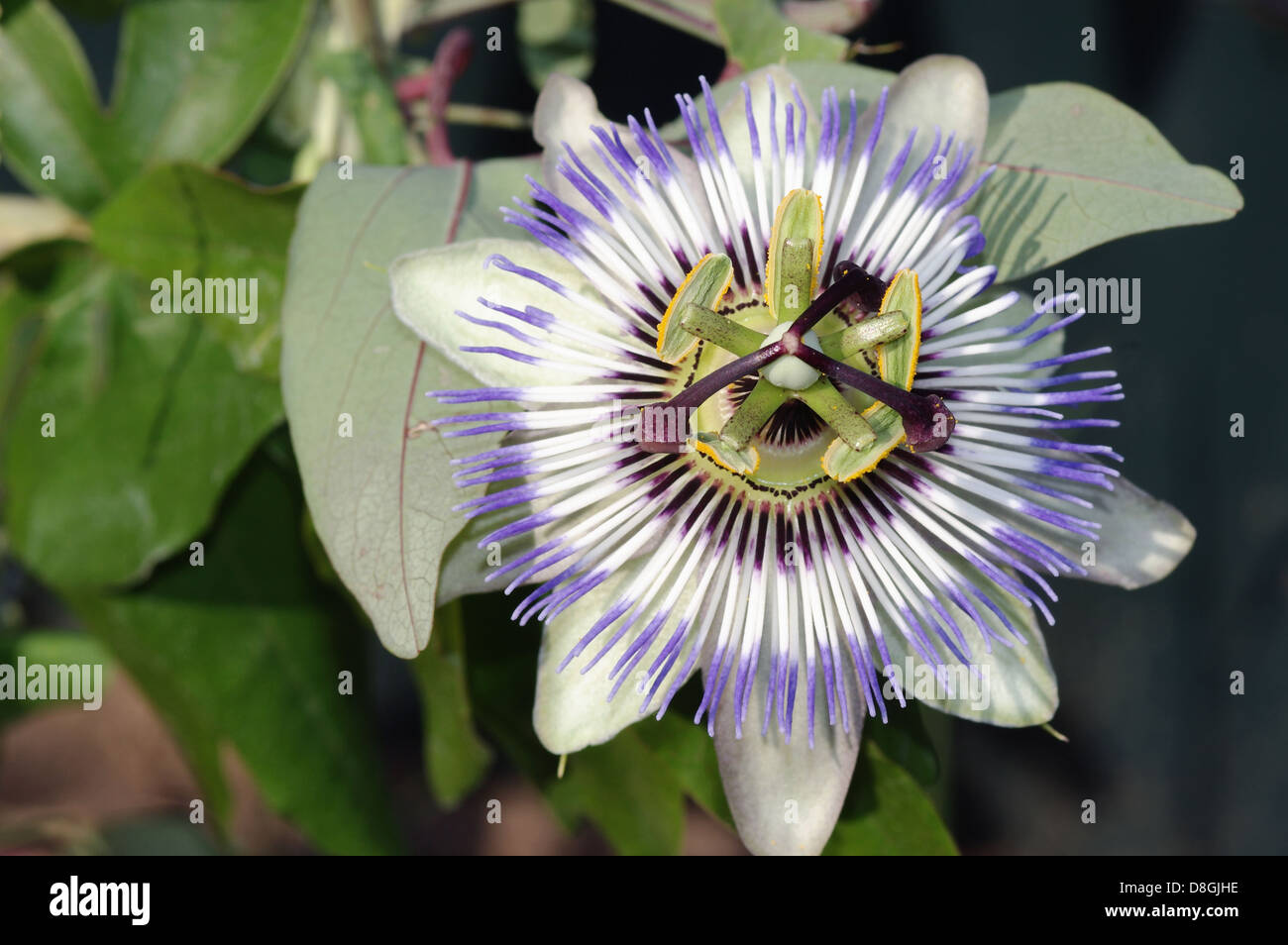 Passion flower south america hi-res stock photography and images - Alamy
