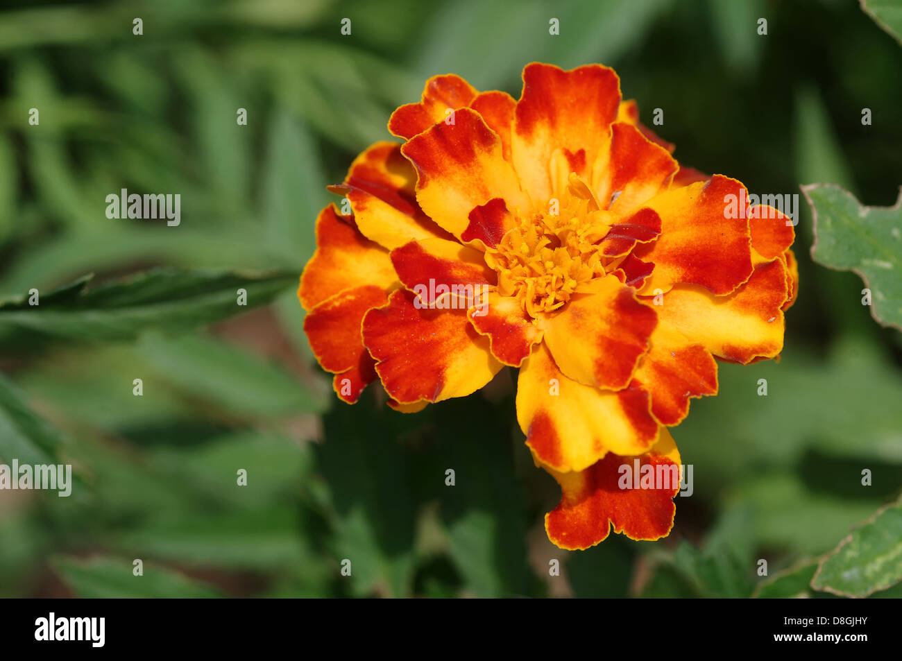 Marigold hi-res stock photography and images - Alamy