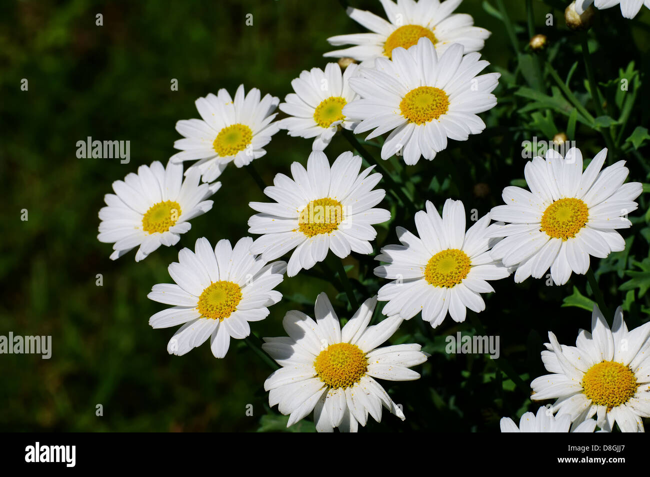 Magerwiesen marguerite hi-res stock photography and images - Alamy
