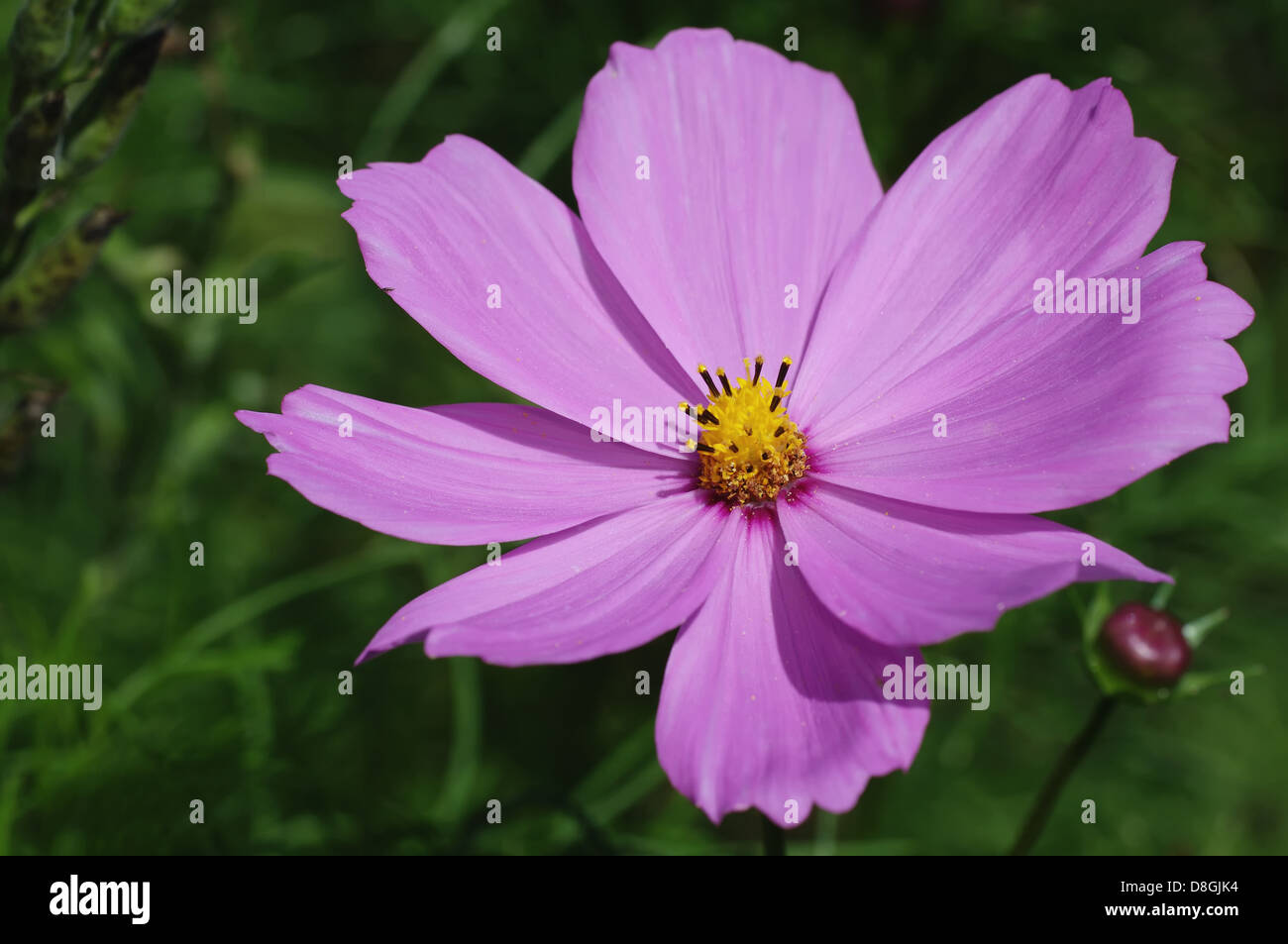 Rosa bluehende cosmea hi-res stock photography and images - Alamy