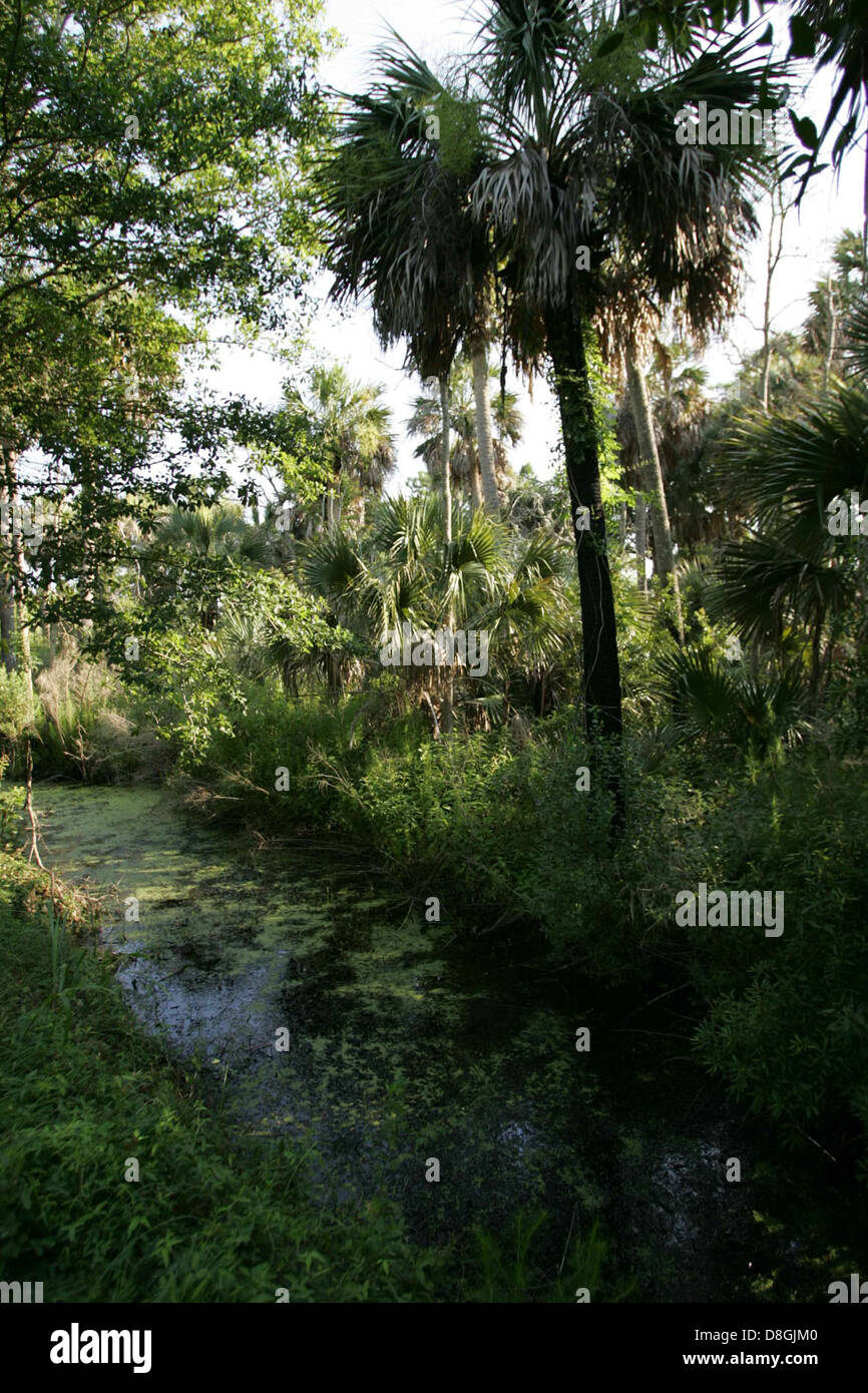 A creek gently meanders through a maritime forest, a unique ecosystem ...