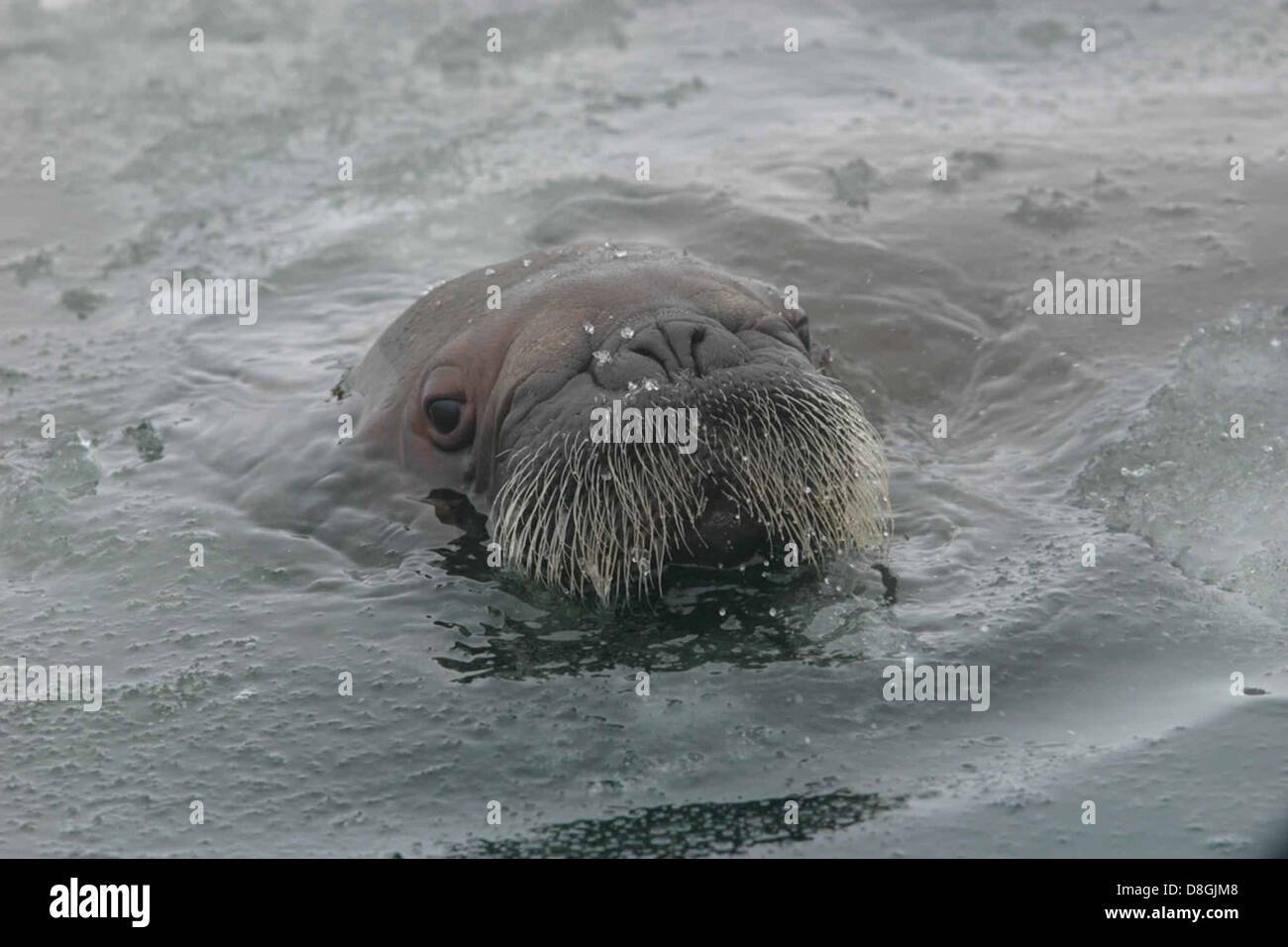 Walrus calf hi-res stock photography and images - Alamy