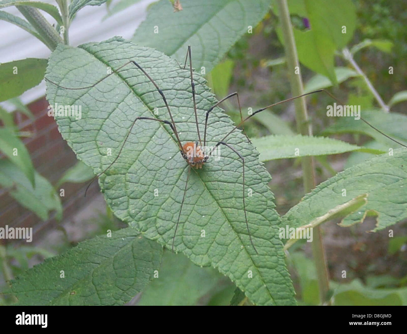 A harvestman spider, commonly known as a daddy long legs, resting on a ...