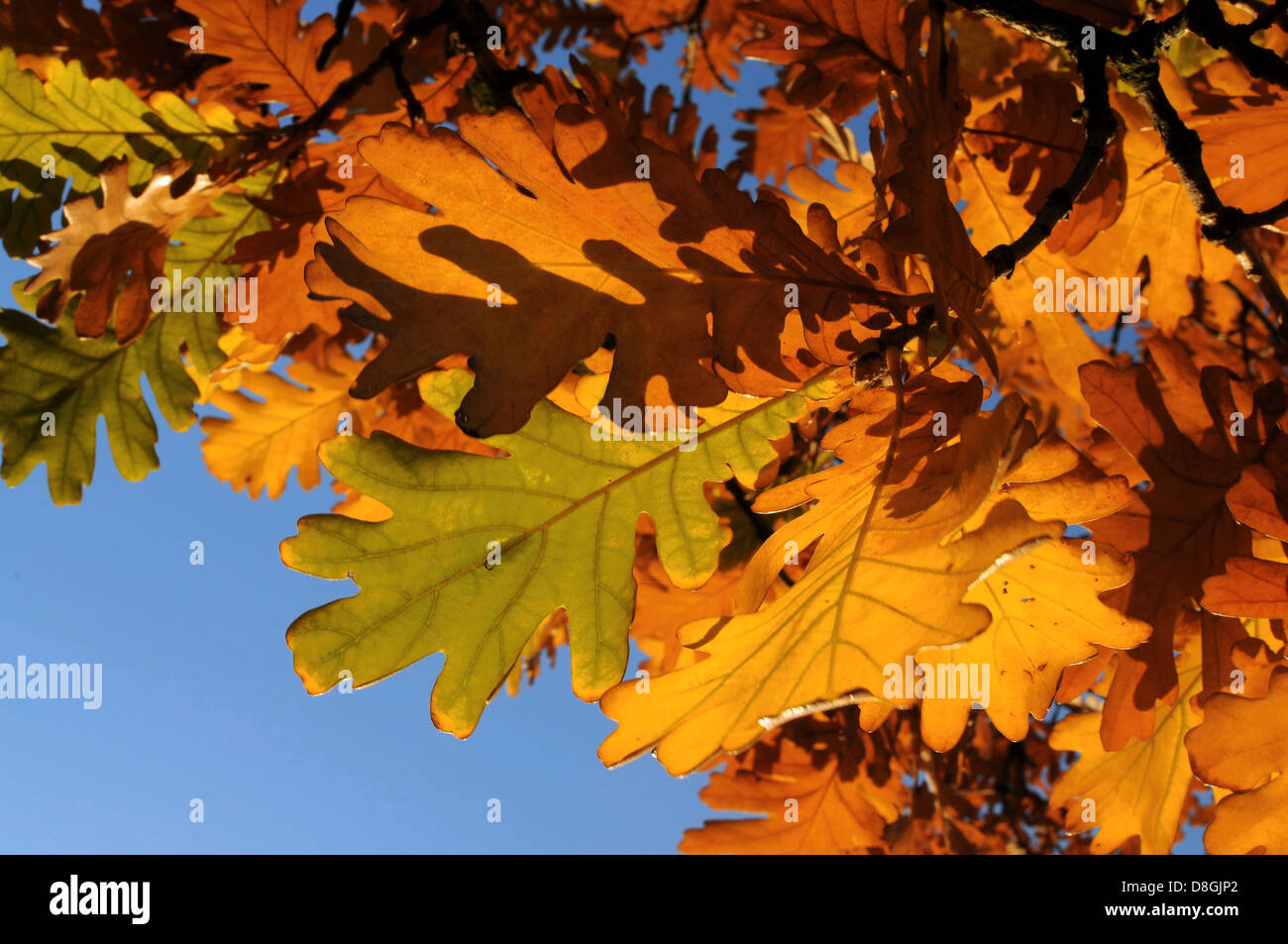 Autumn Oak Leaves Stock Photo - Alamy