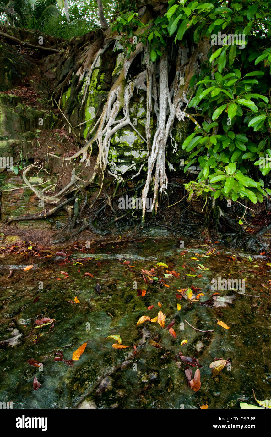 Superficial roots of ancient tree adhered to rocky soil wall at Pacheca ...