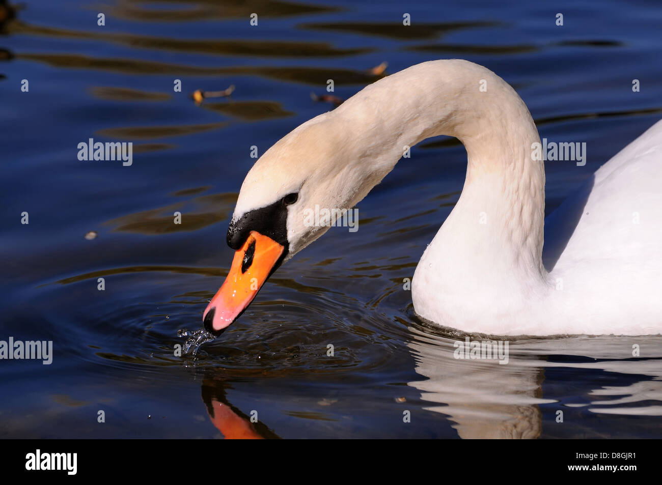 Schnabel symbol photo hi-res stock photography and images - Alamy