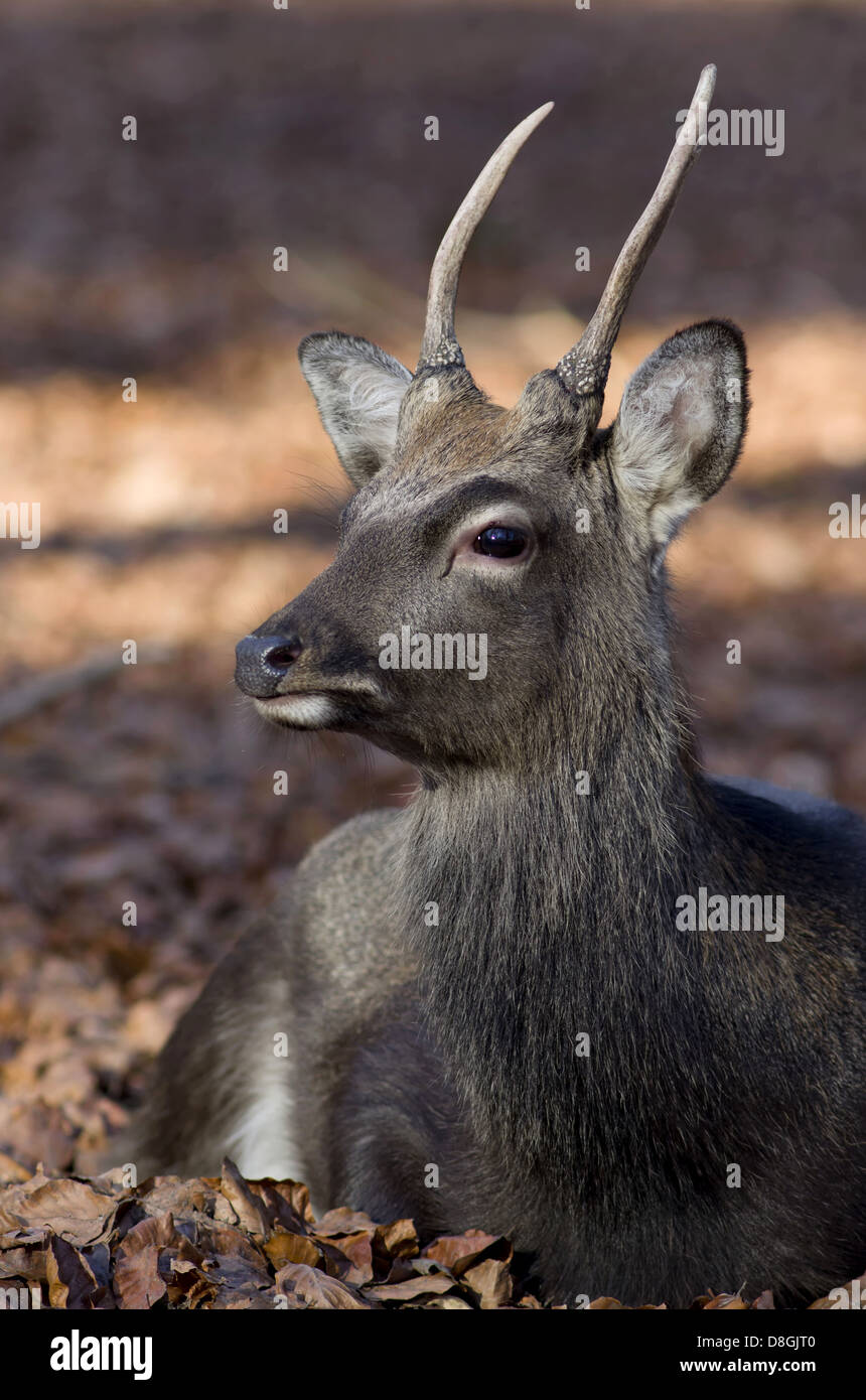 Sika bock hi-res stock photography and images - Alamy