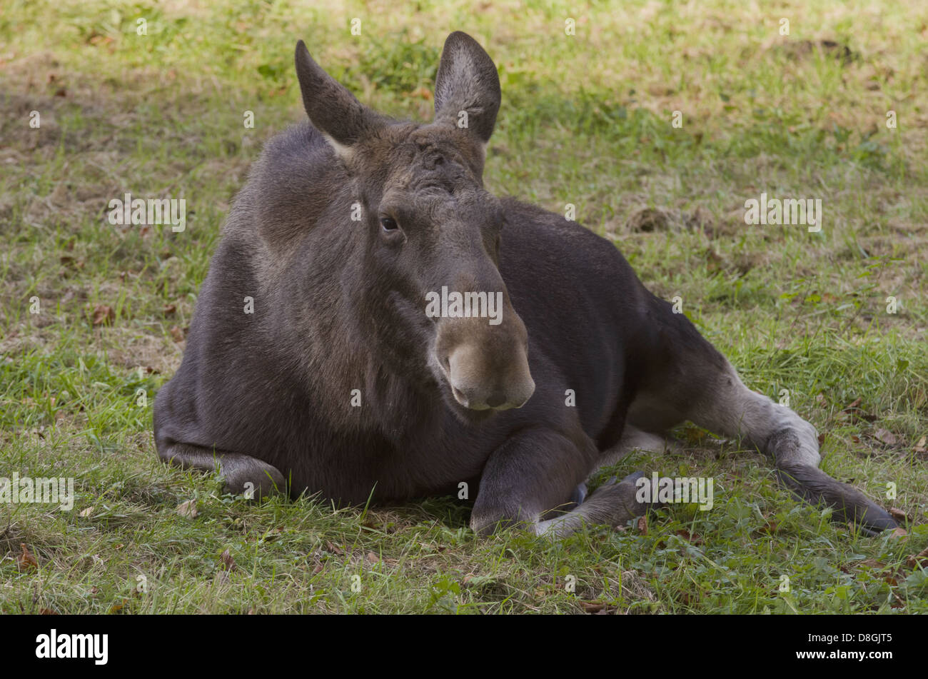 Relaxing moose hi-res stock photography and images - Alamy