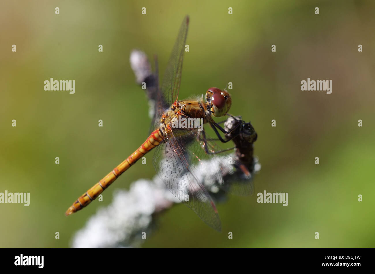 sympetrum on a branch Stock Photo - Alamy