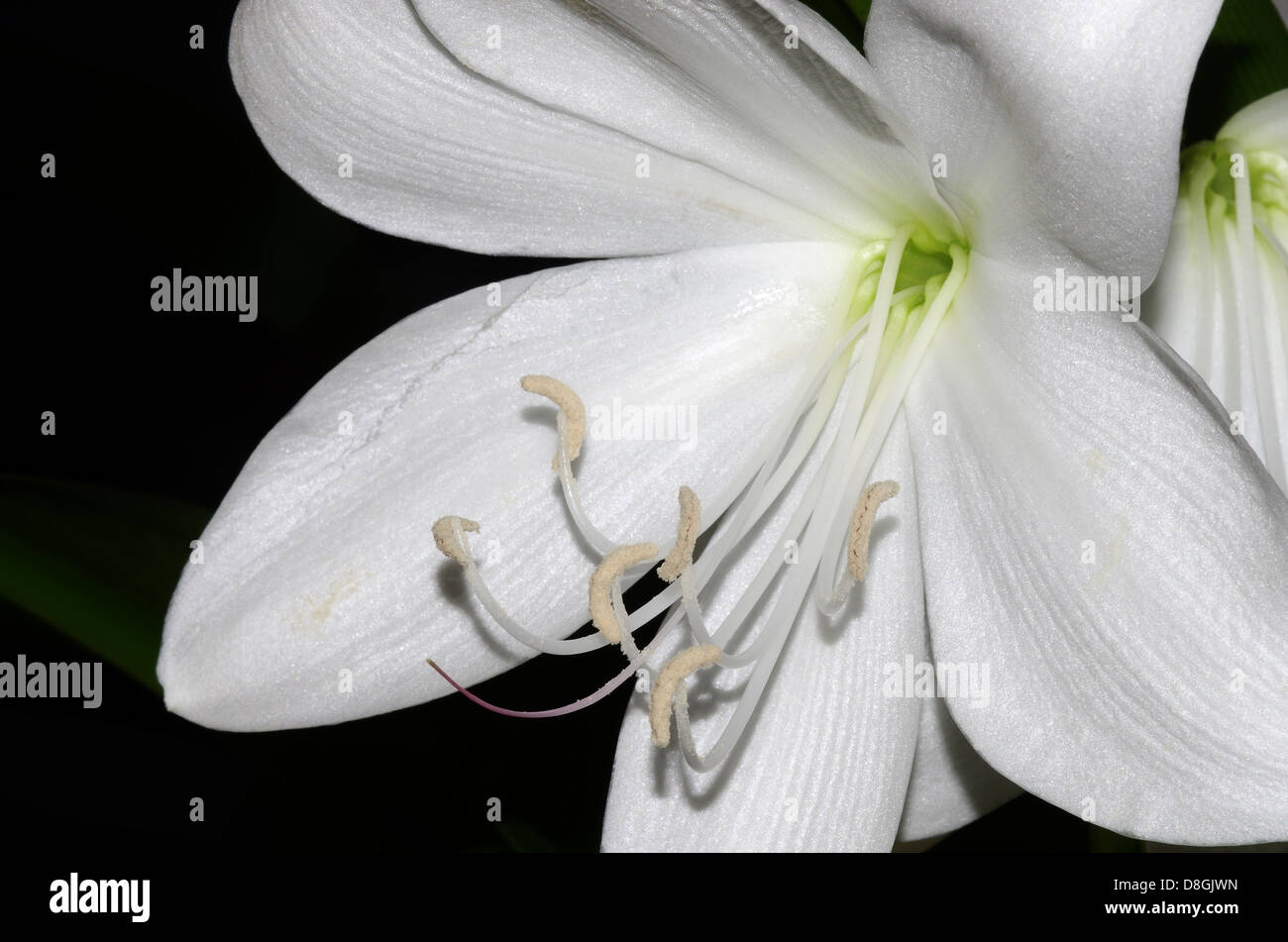 Crinums hi-res stock photography and images - Alamy