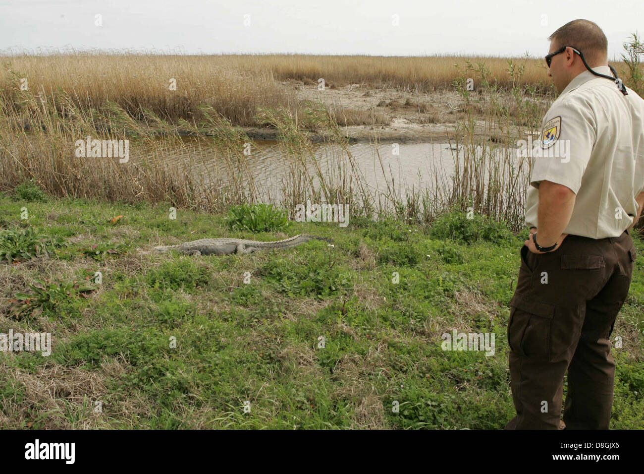 A photo of an alligator in its natural habitat, emphasizing the ...