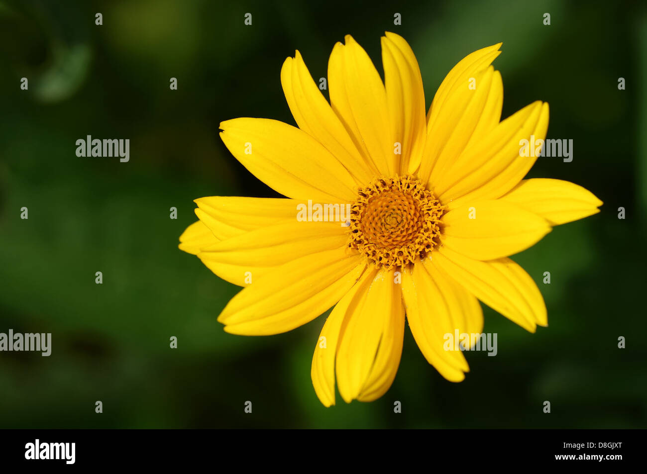 False sunflower garden hi-res stock photography and images - Alamy