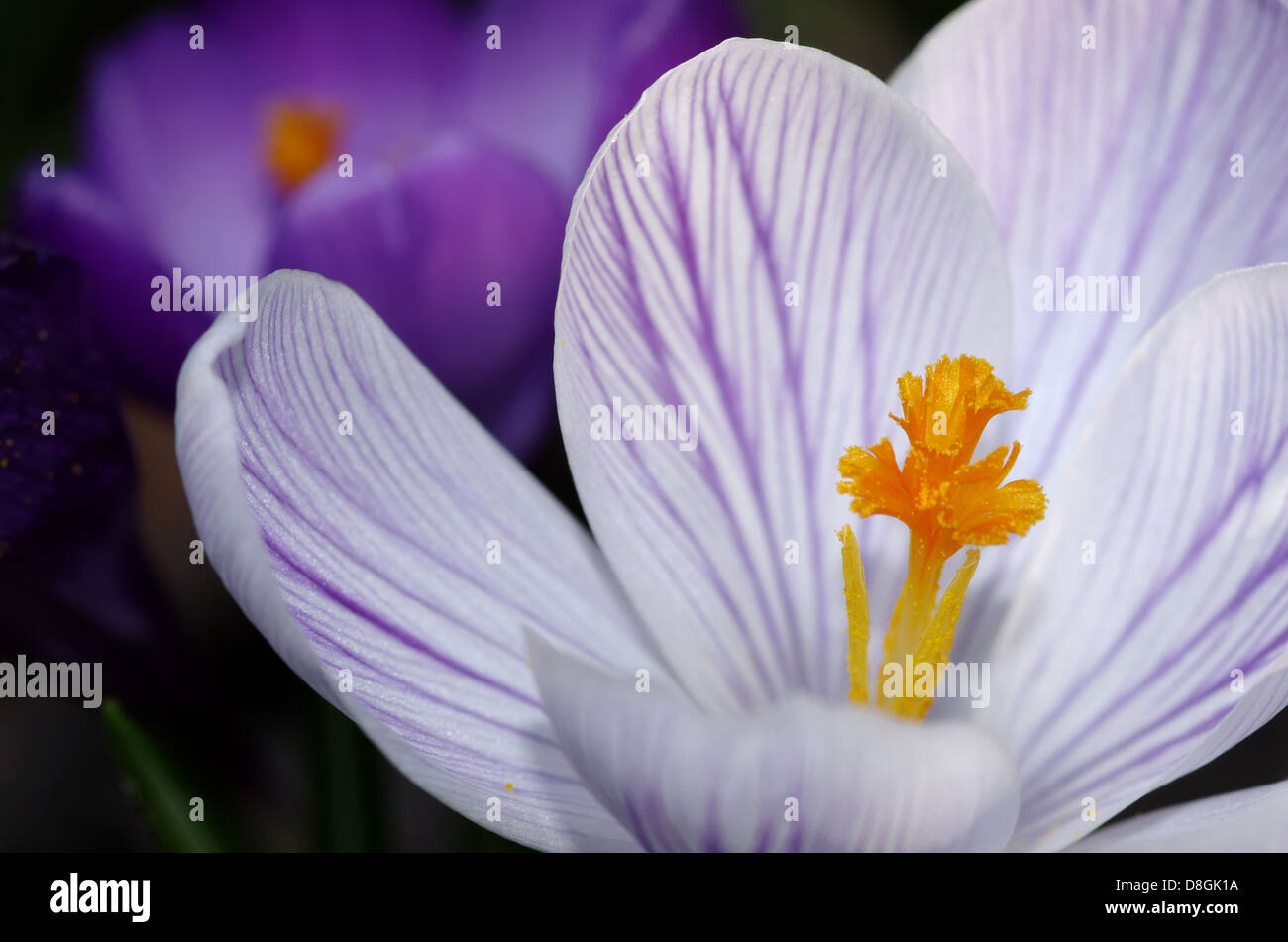 Lila crocus iridaceae hi-res stock photography and images - Alamy