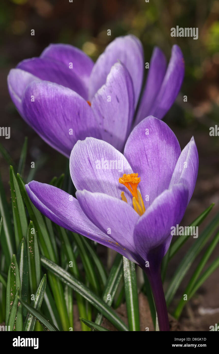 Violett crocus hi-res stock photography and images - Alamy