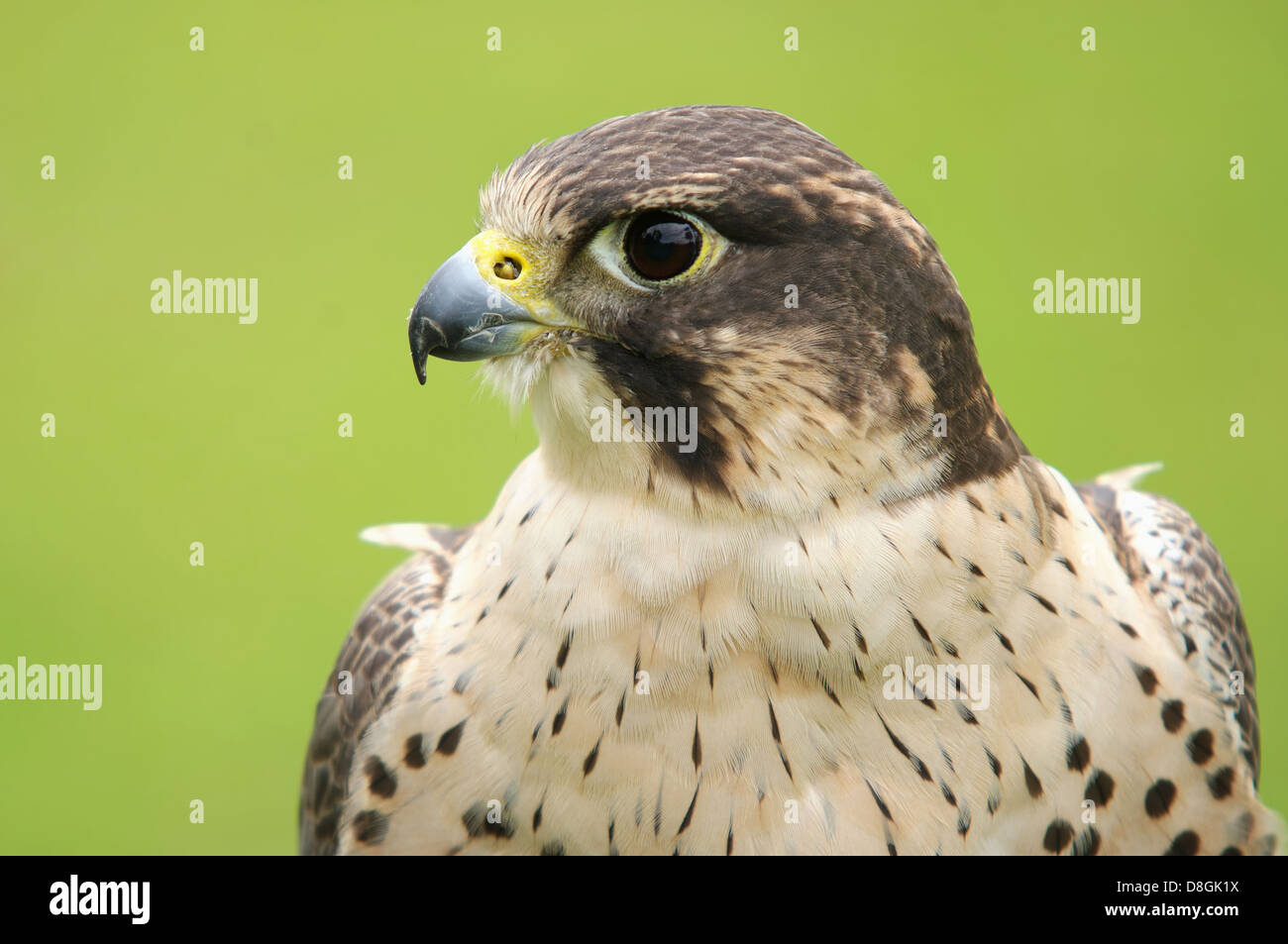 Peregrine hi-res stock photography and images - Alamy