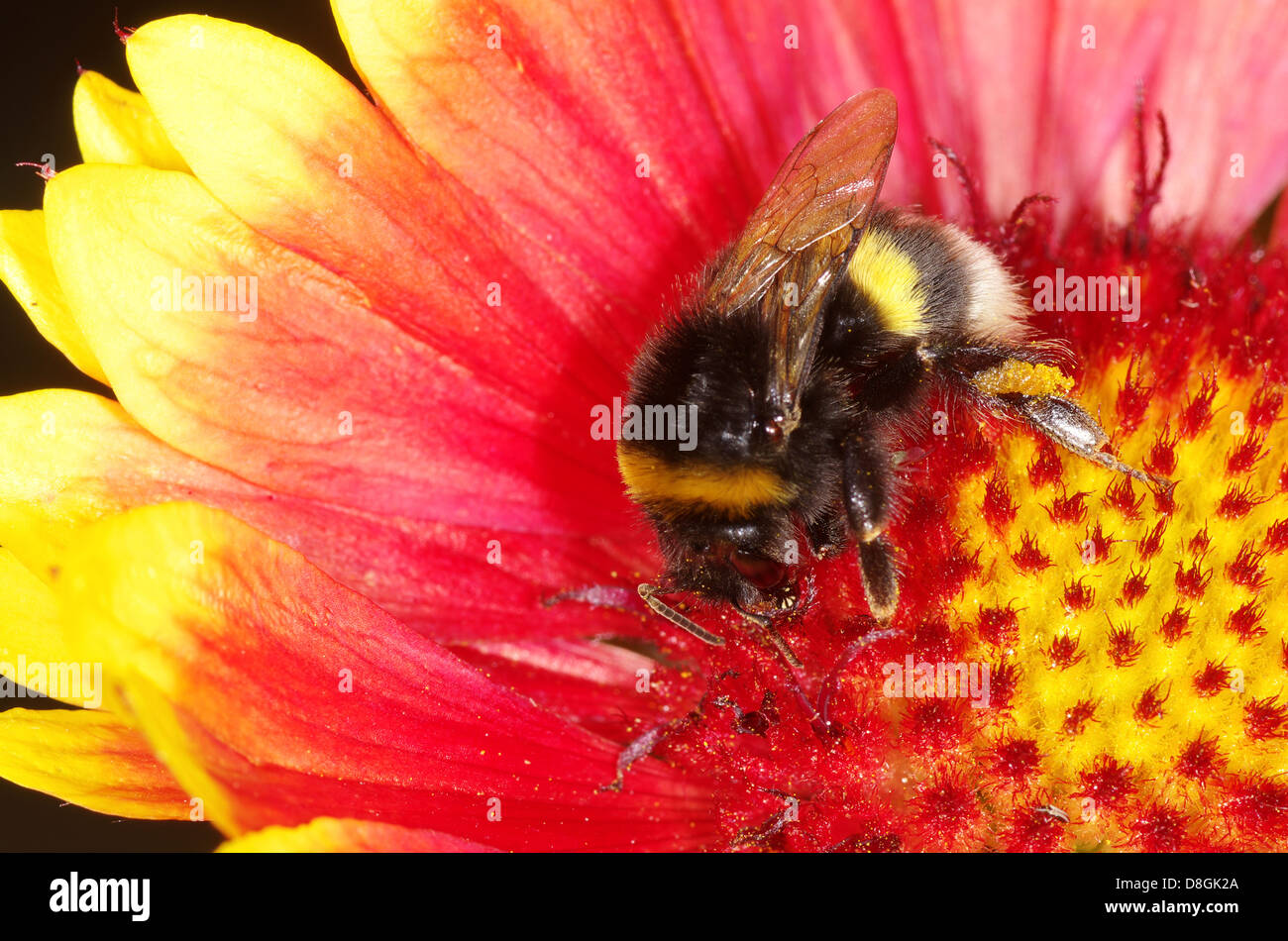Small bumble bee hi-res stock photography and images - Alamy