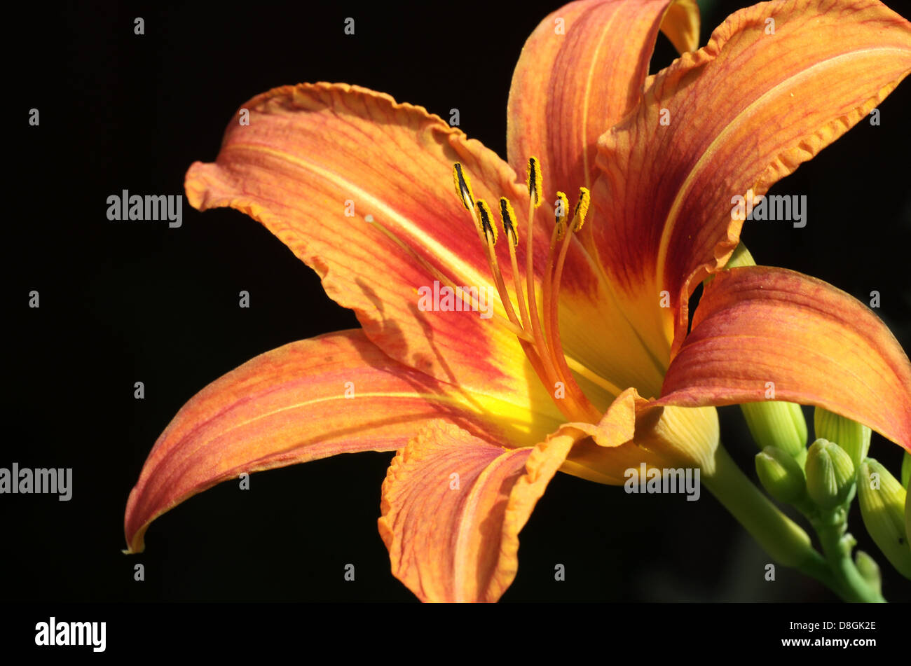 Daylily border hi-res stock photography and images - Alamy