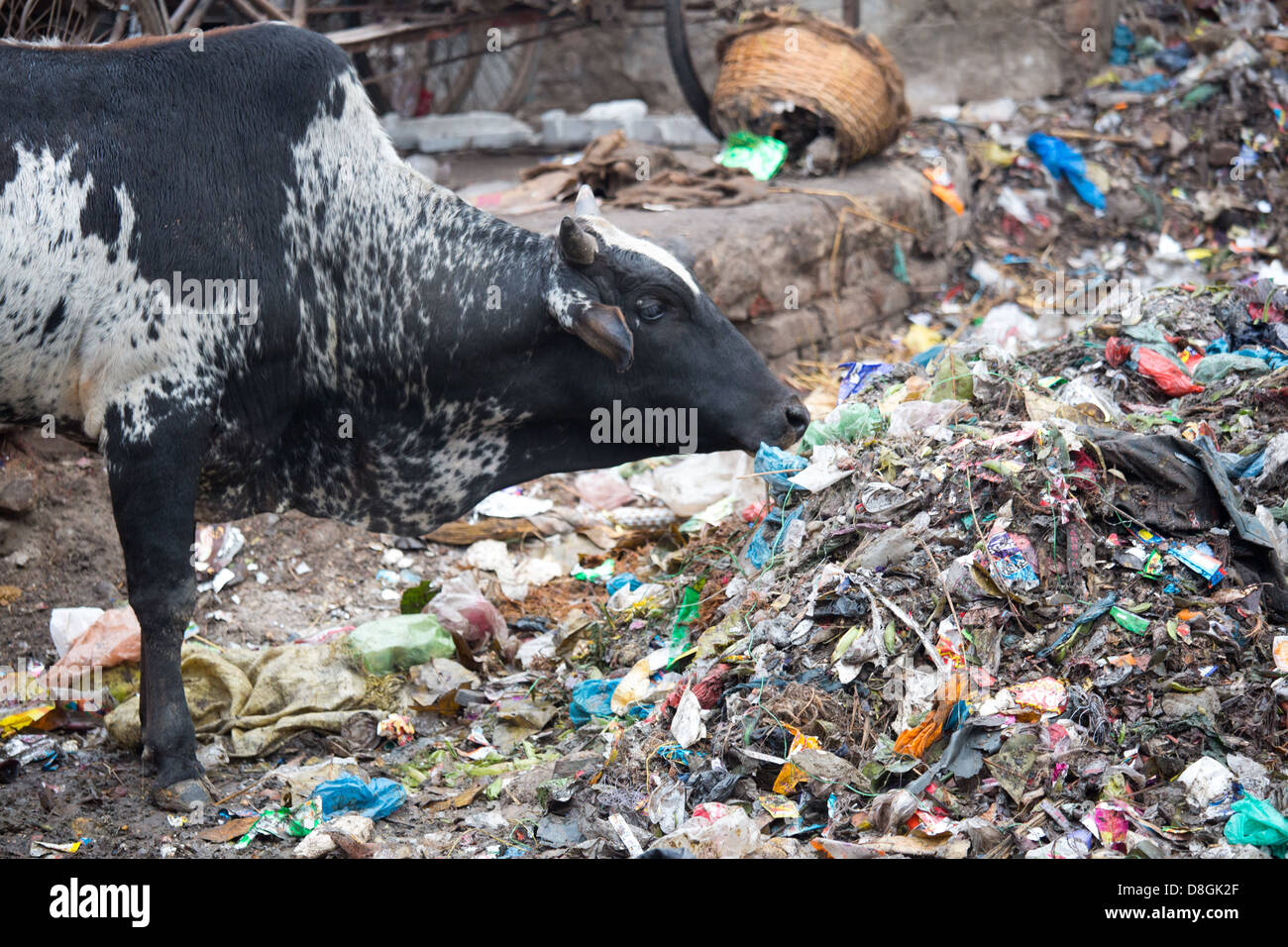 Cow eating rubbish hi-res stock photography and images - Alamy