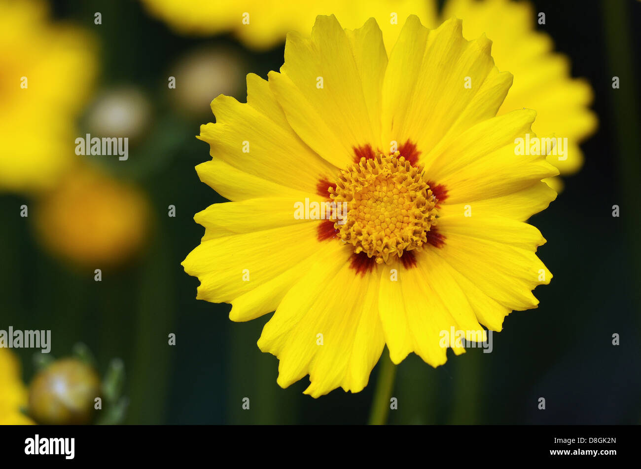 Calliopsis blumen hi-res stock photography and images - Alamy