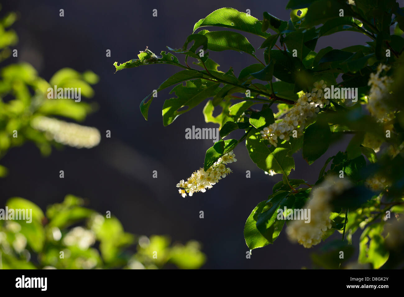 Prunus virginiana hi-res stock photography and images - Alamy