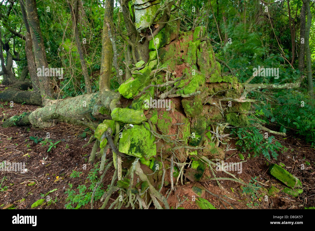 Panama forest fallen tree hi-res stock photography and images - Alamy