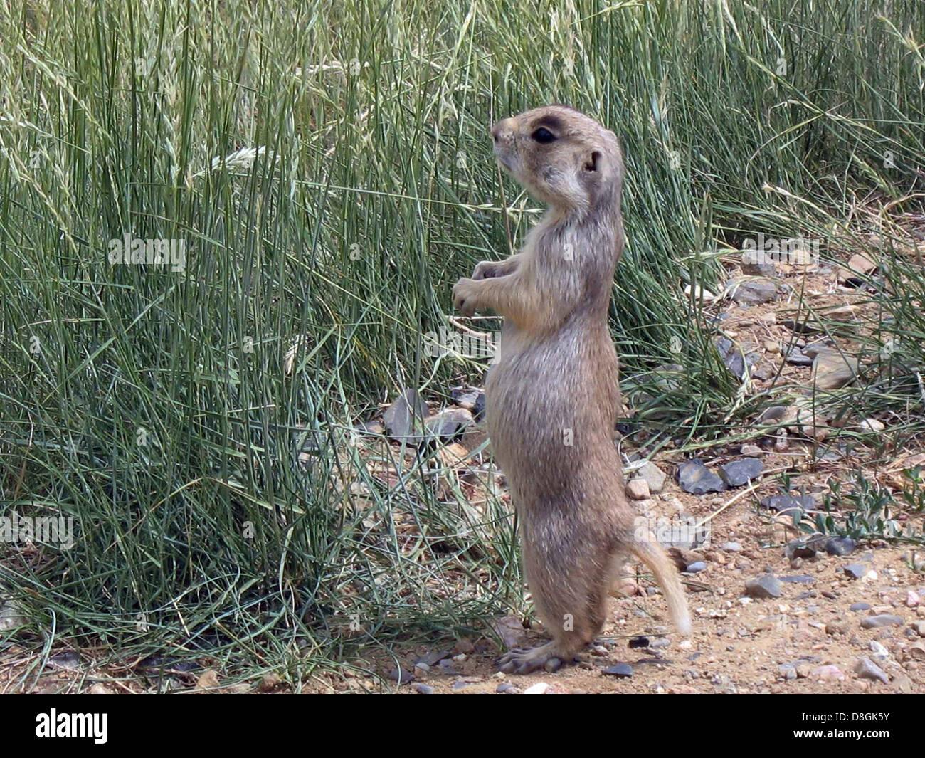 A white-tailed prairie dog (Cynomys leucurus) stands upright on its ...