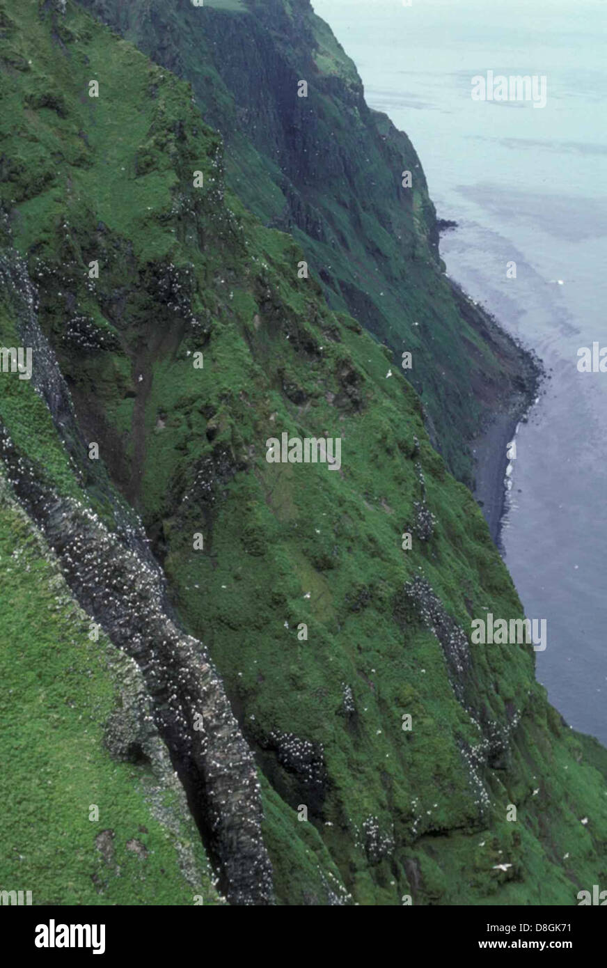 A very steep cliff adults have low vegetation for nesting birds Stock ...