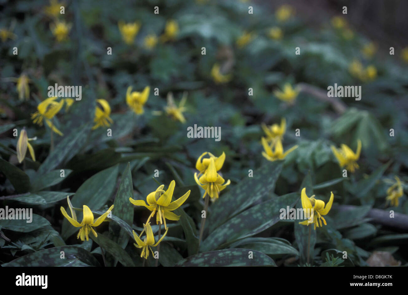 A field filled with yellow trout lily flowers (Erythronium americanum ...
