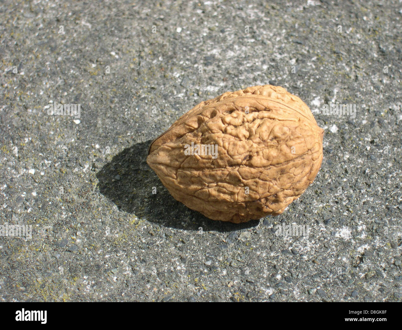 An unopened walnut fruit still in its green outer shell, before it is ...