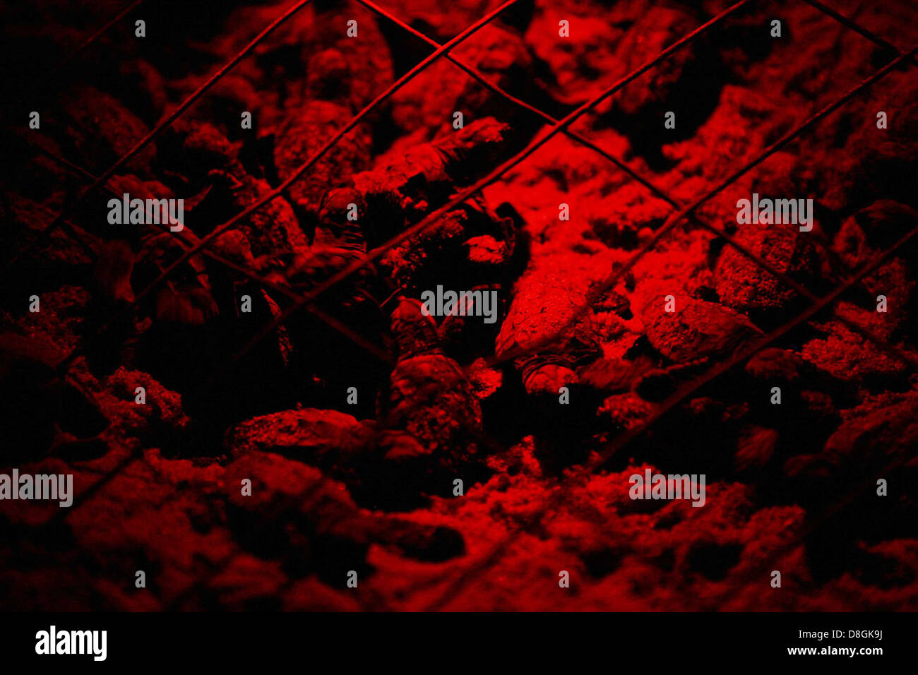 Baby loggerhead turtles under red light photo Stock Photo - Alamy