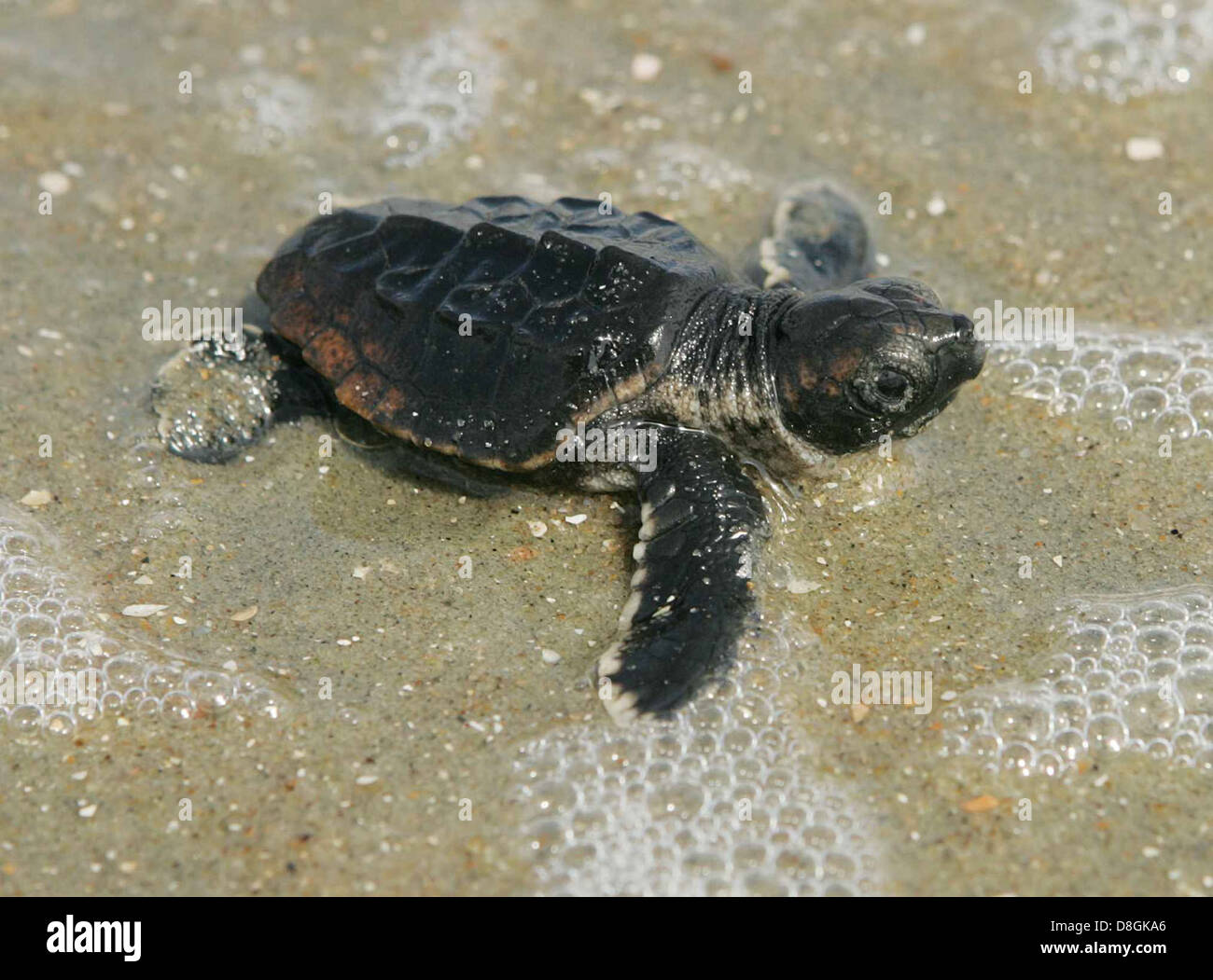 Baby loggerhead turtle detailed close up Stock Photo - Alamy