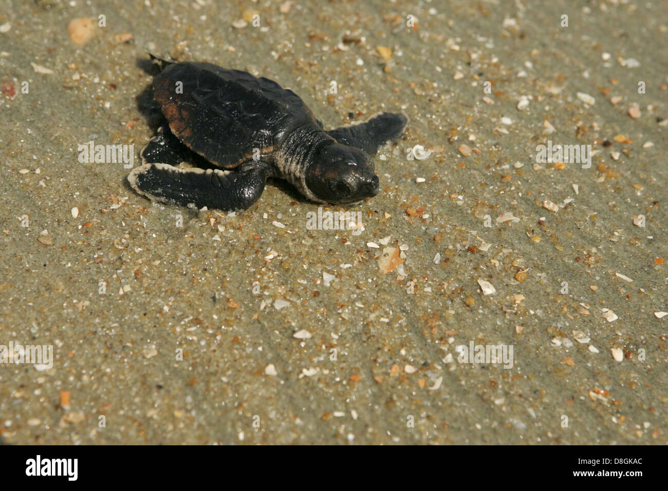A baby loggerhead turtle emerges from its nest and makes its way toward ...