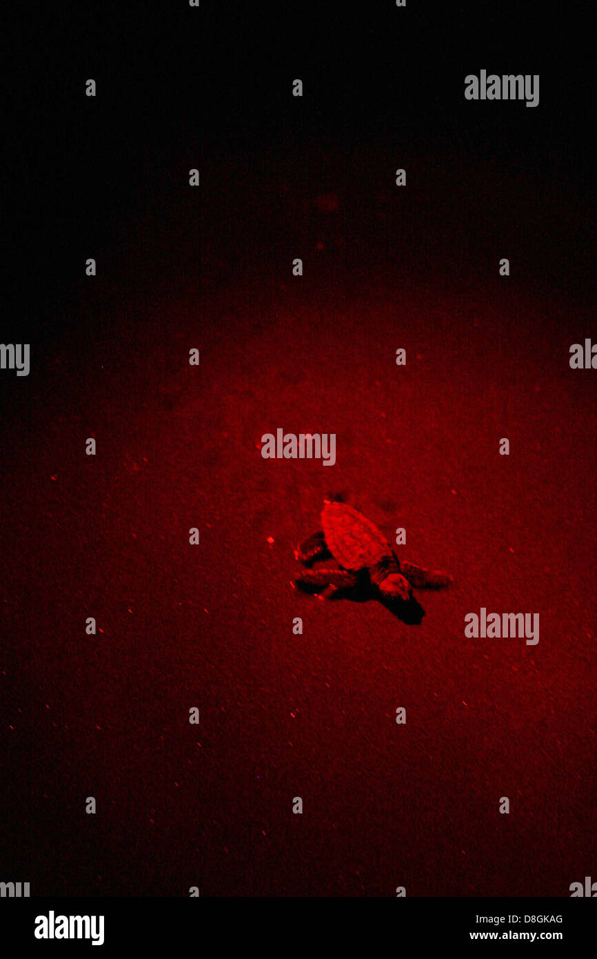 Baby loggerhead turtle under ultra red light Stock Photo - Alamy