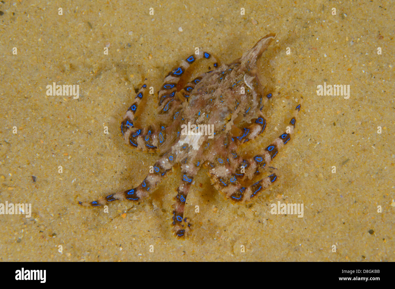 Blue-lined octopus, Hapalochlaena fasciata, at Camp Cove, Watsons Bay ...