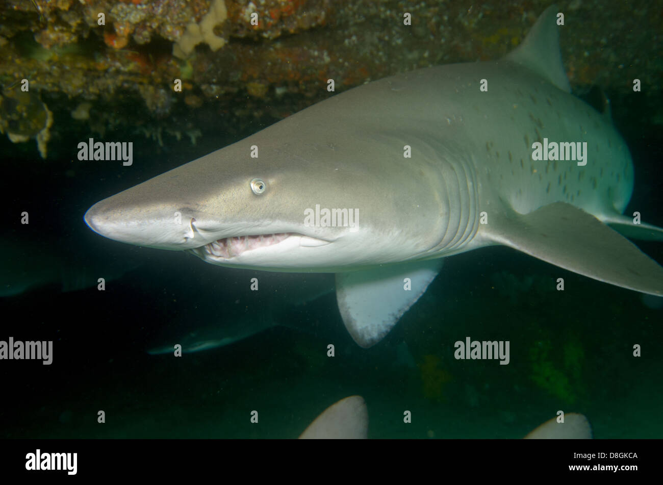 Grey nurse shark, Carcharias taurus, at Magic Point, Maroubra, New ...