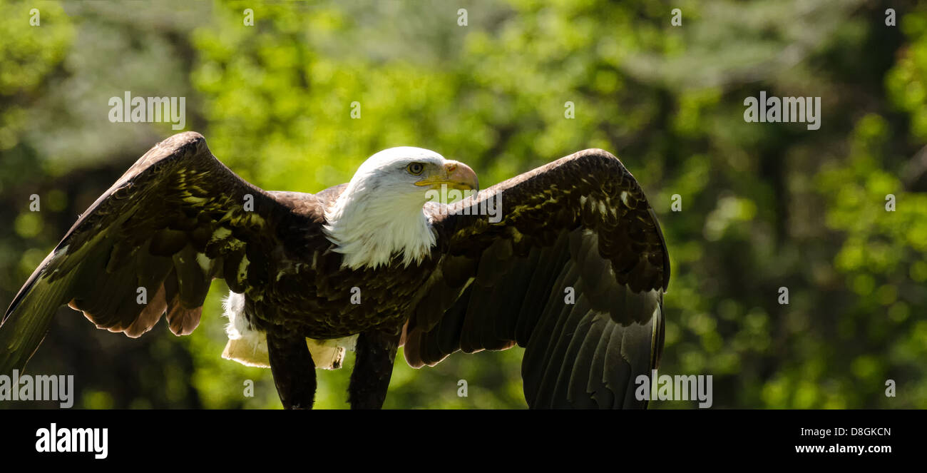 Strong eagle hi-res stock photography and images - Alamy