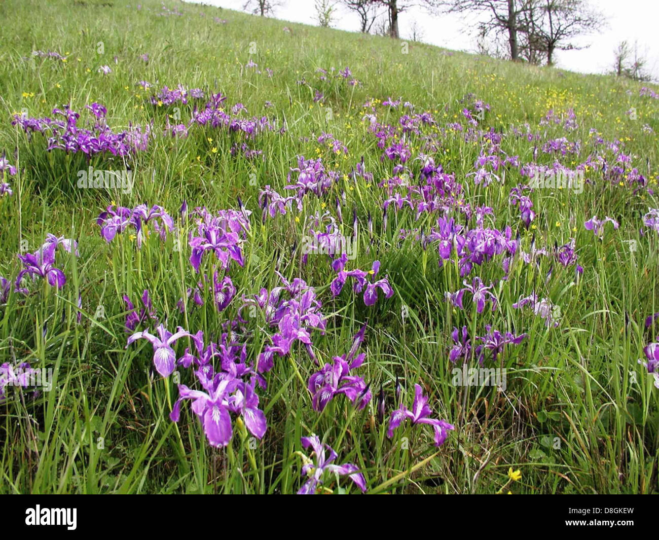 A prairie hillside covered with Baldtop iris flowers and buttercups ...
