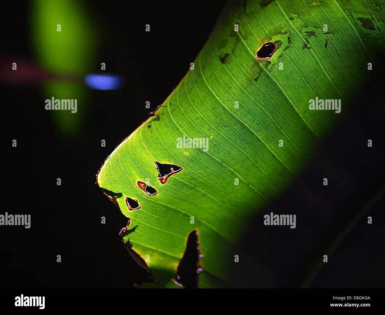 The green banana leaf is a common material in many tropical regions ...