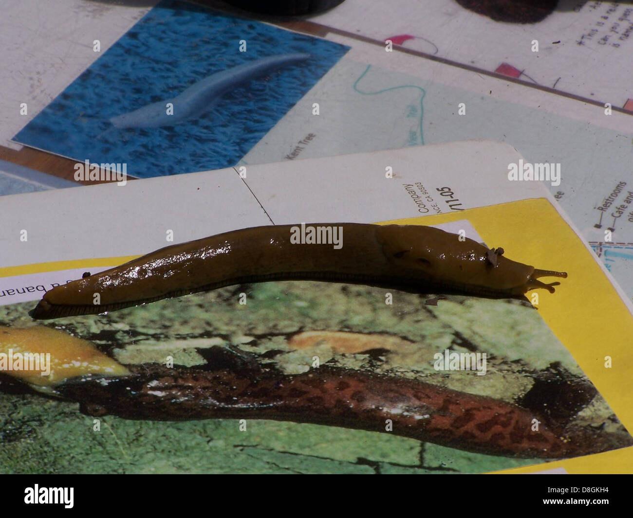 Banana slugs hi-res stock photography and images - Alamy