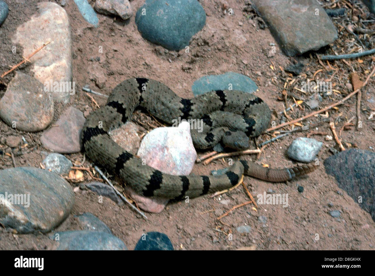 The banded rock rattlesnake is a venomous species native to rocky ...