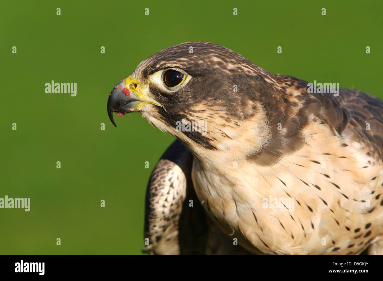 Europa falconidae hi-res stock photography and images - Alamy
