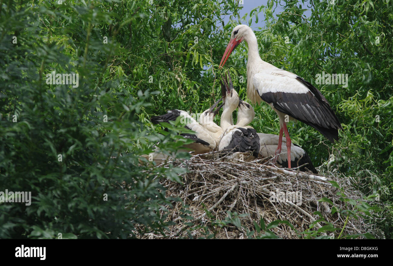 Stork hi-res stock photography and images - Alamy