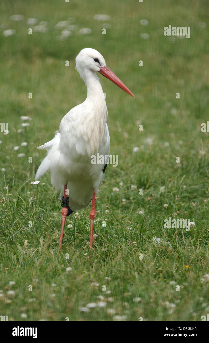 Storch storch storch storch fliegen hi-res stock photography and images ...
