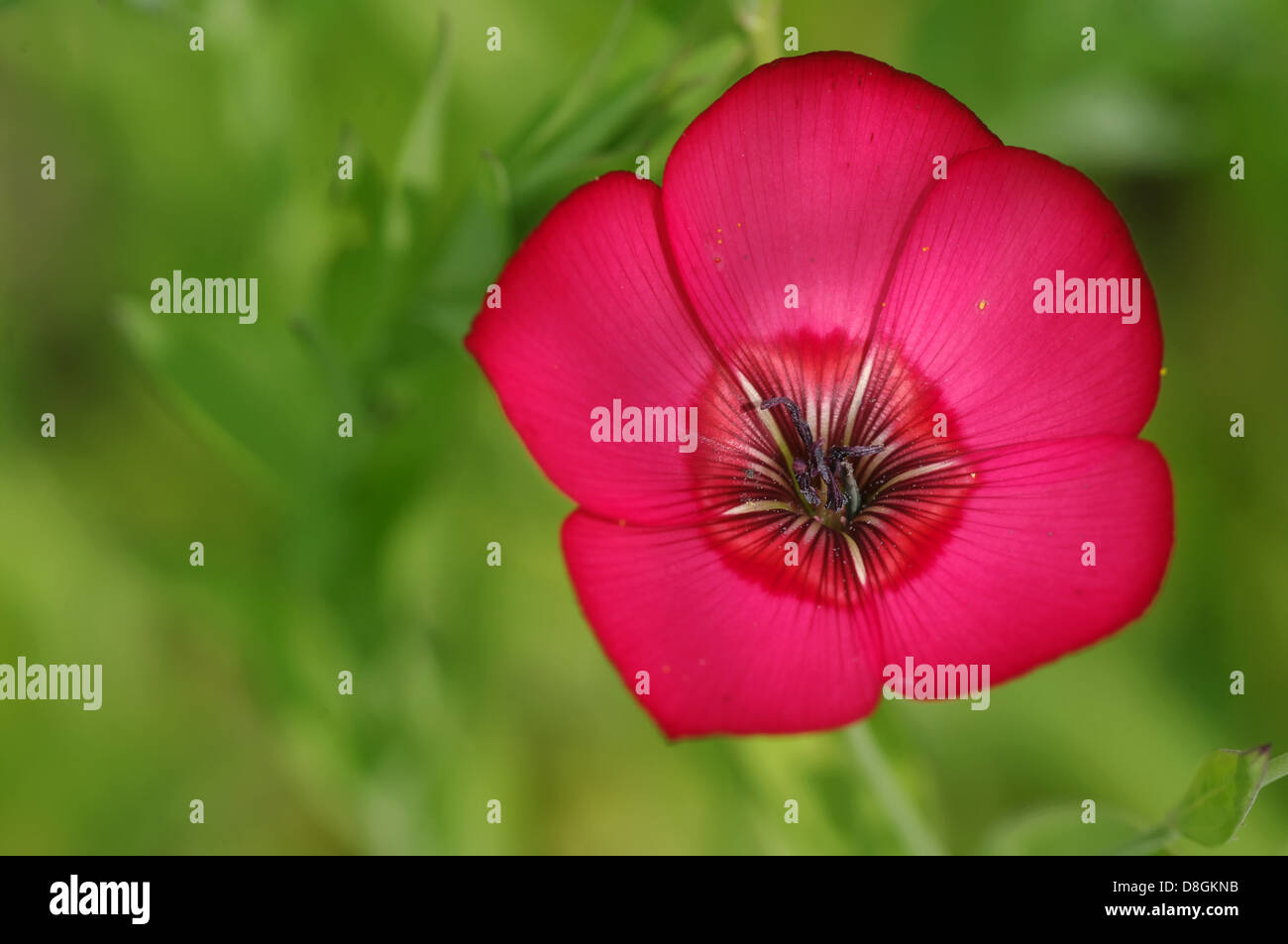 Scarlet flax hi-res stock photography and images - Alamy