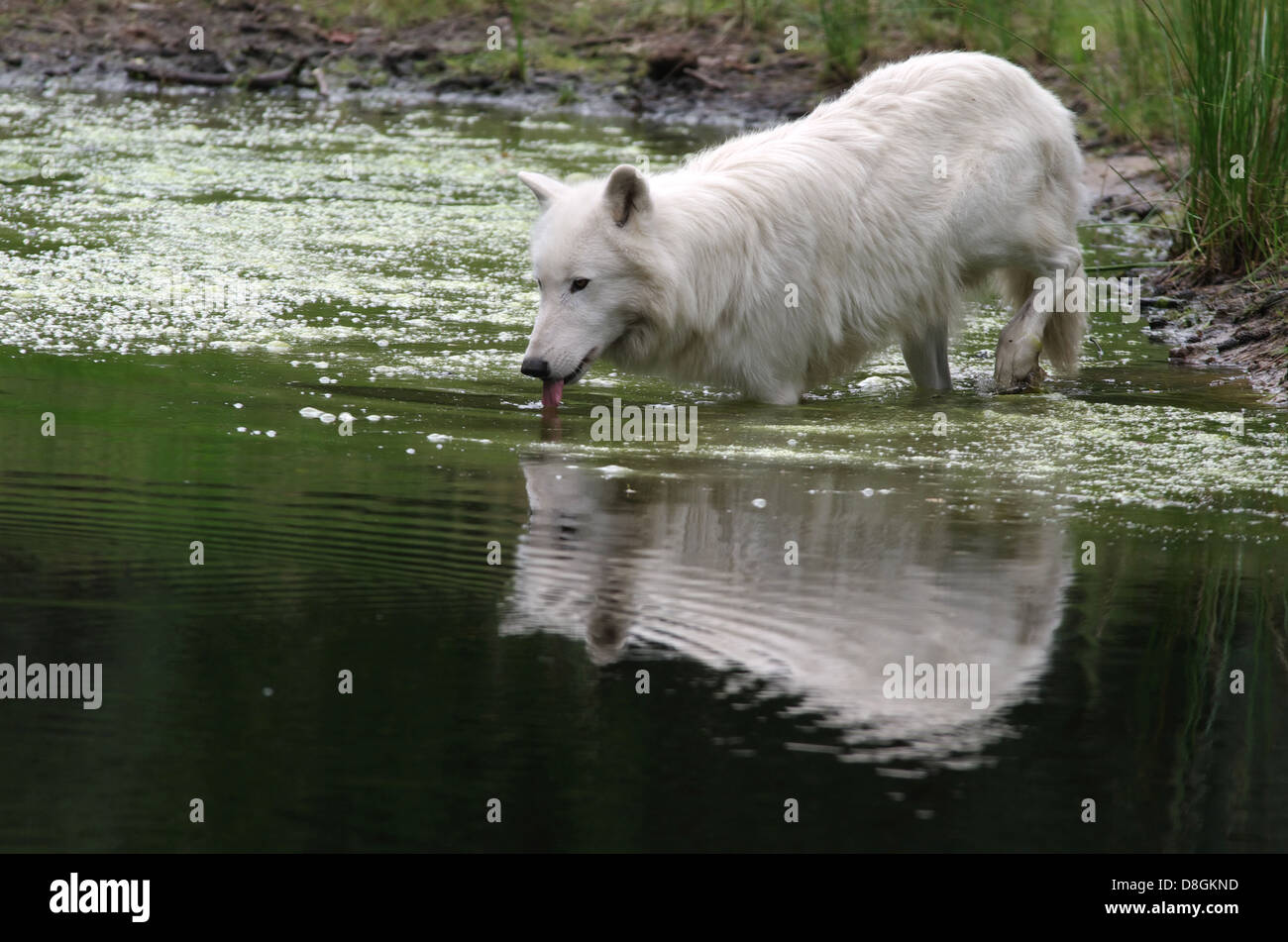 Wolf drinking water hi-res stock photography and images - Alamy